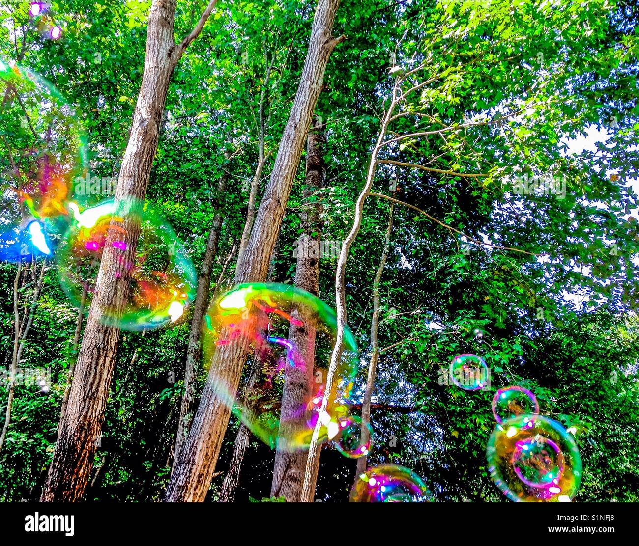 Colorful bubbles in the woods Stock Photo - Alamy