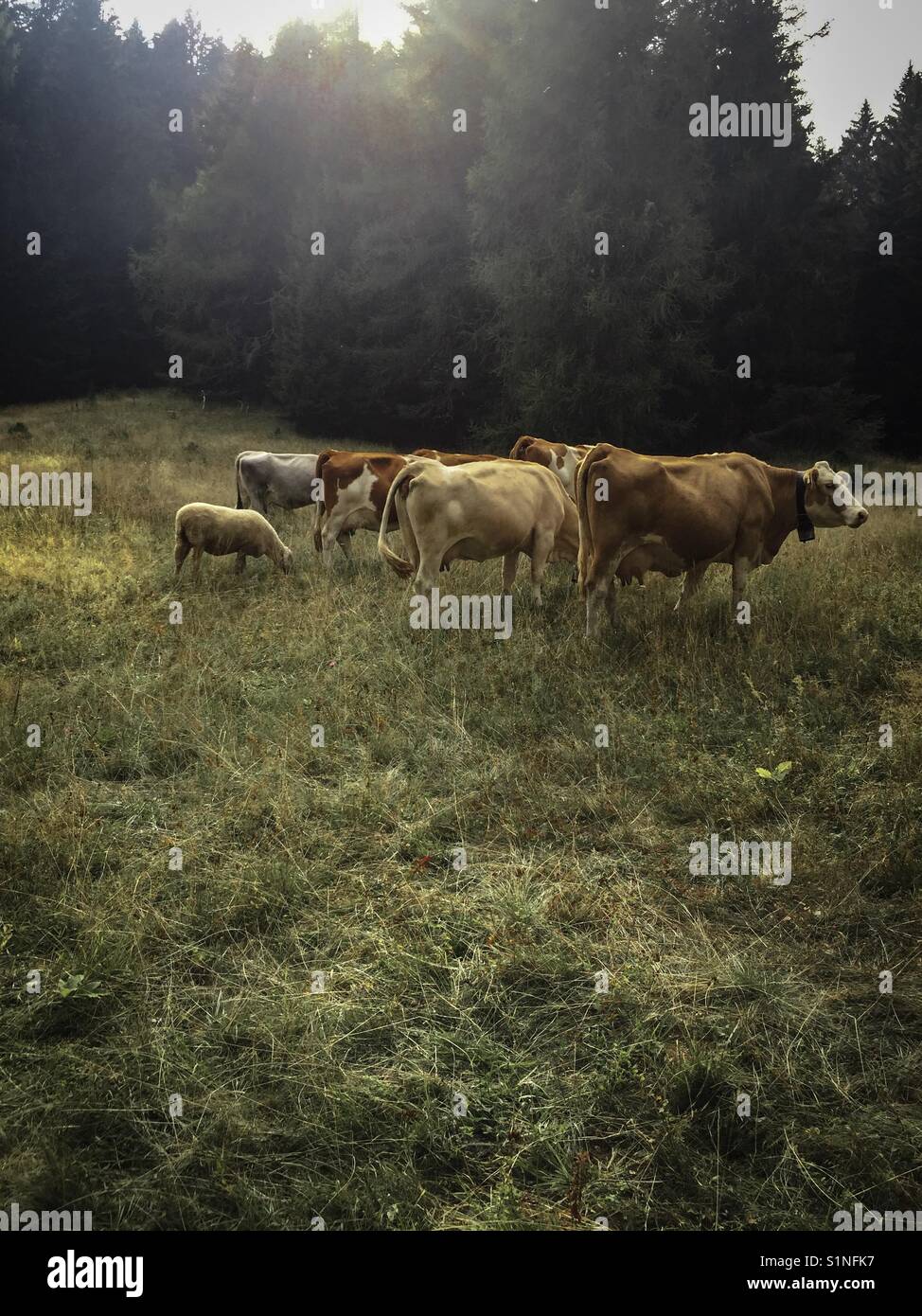 Gang of cow hi-res stock photography and images - Alamy