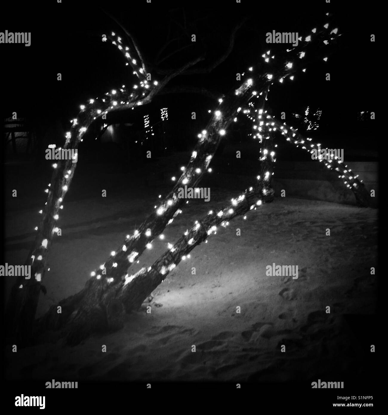 Lights wrapped around trees in the Maldives black and white Stock Photo ...