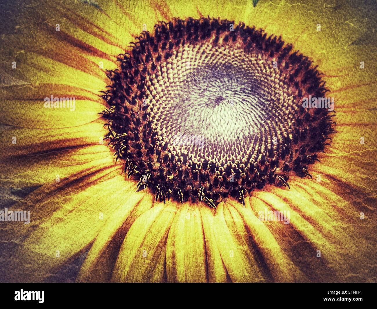 Fibonacci sequence in nature hi-res stock photography and images - Alamy