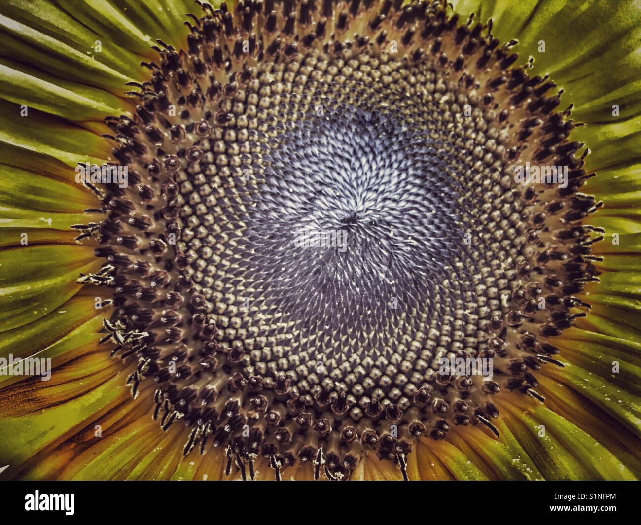 Fibonacci spiral sunflower hi-res stock photography and images - Alamy