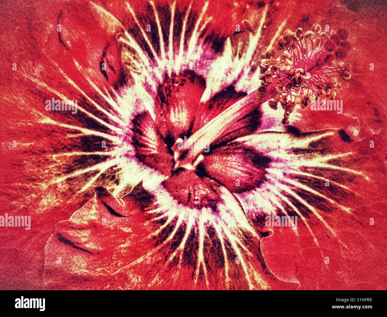 Detailed close up closed vibrant hi-res stock photography and images ...