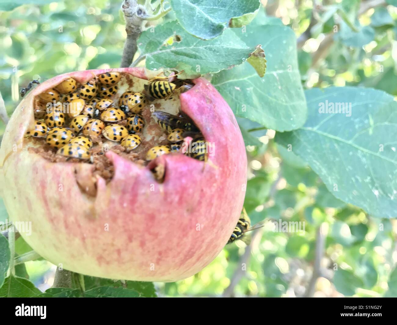 Ants Eating Apple High Resolution Stock Photography and Images - Alamy