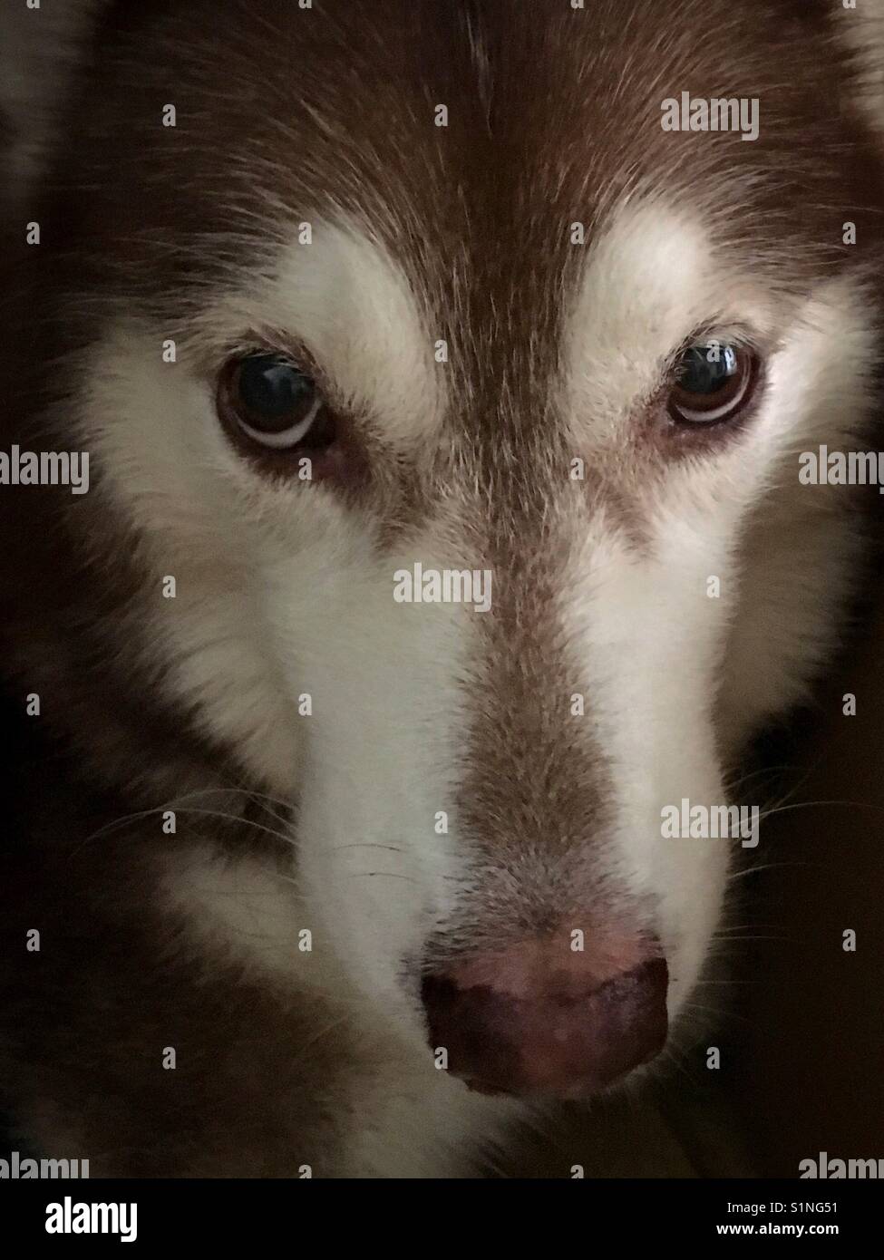 Face portrait of a red Siberian Husky Stock Photo - Alamy