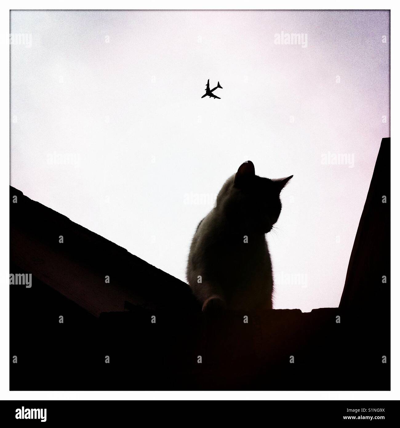 Cat and plane Stock Photo - Alamy