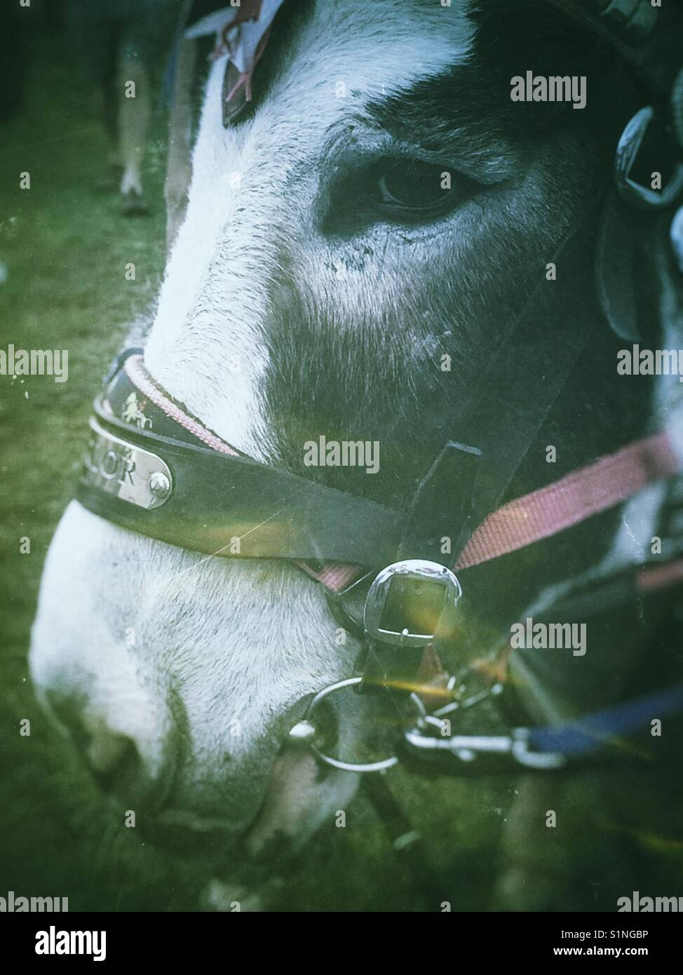 Donkey face hi-res stock photography and images - Alamy