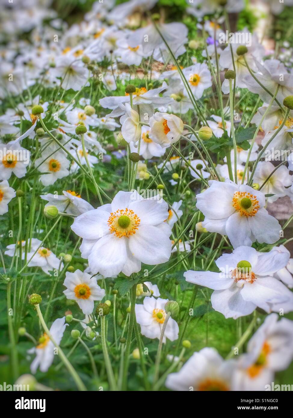 White anemones England UK Stock Photo - Alamy