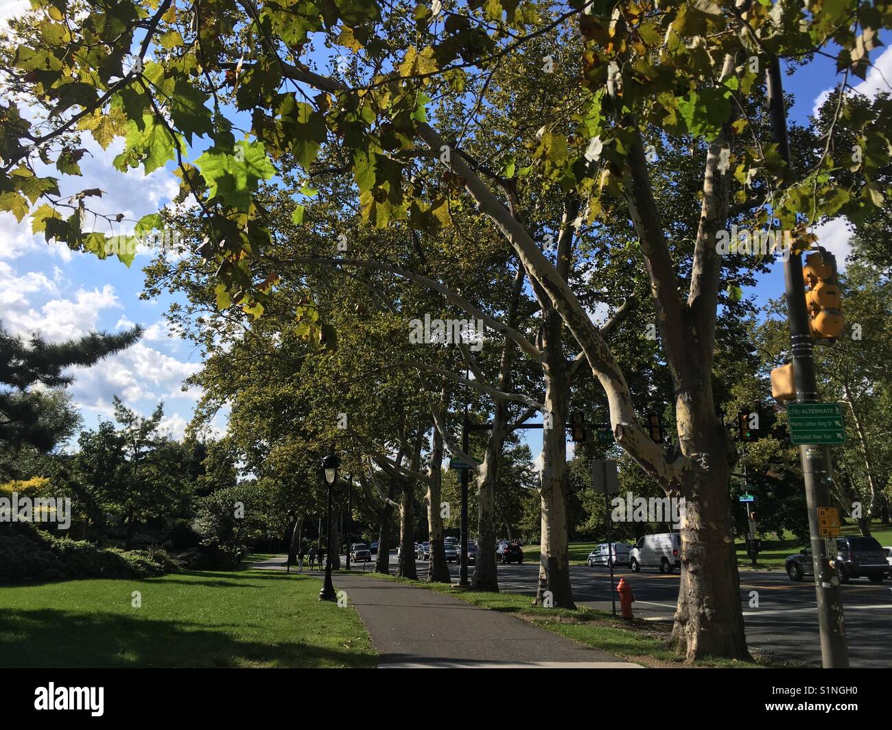 Trees at Philadelphia street Stock Photo - Alamy