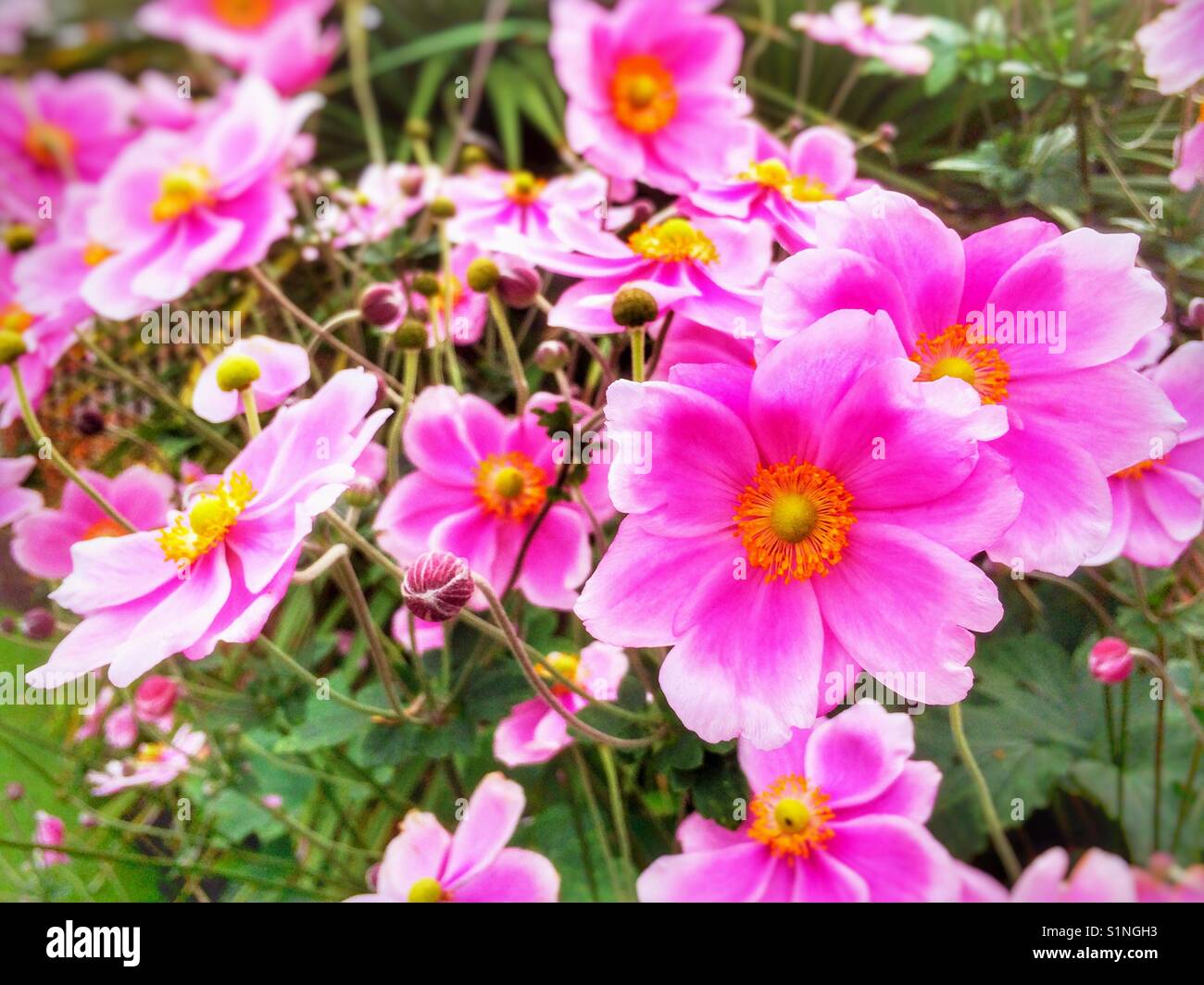 Pink anemones England UK Stock Photo - Alamy