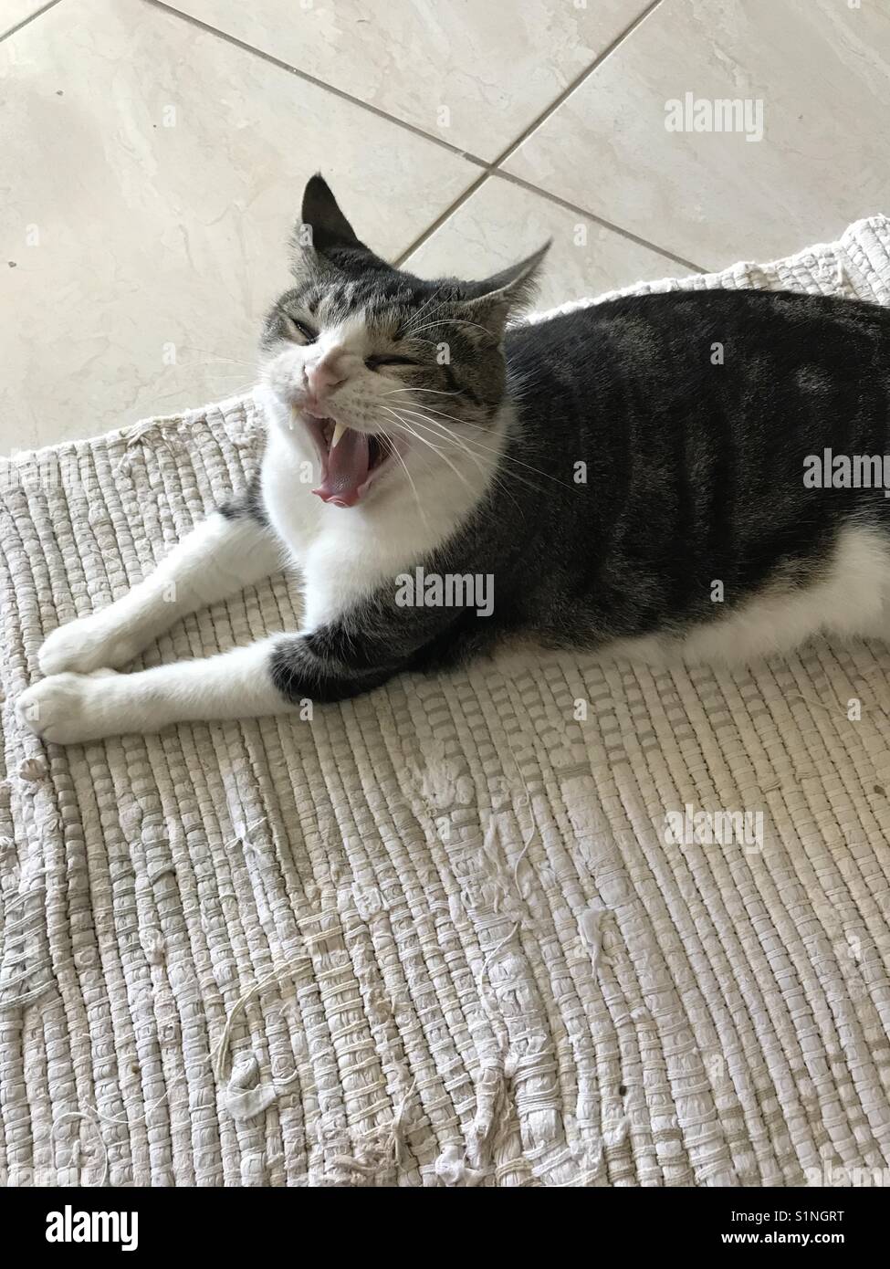 Cat lying on mat hi-res stock photography and images - Alamy