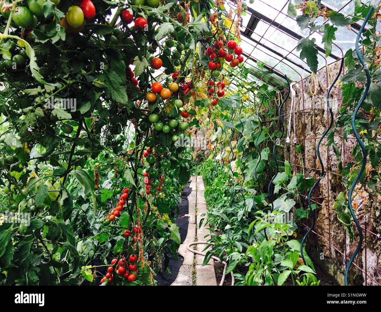 Tomato greenhouse hi-res stock photography and images - Alamy