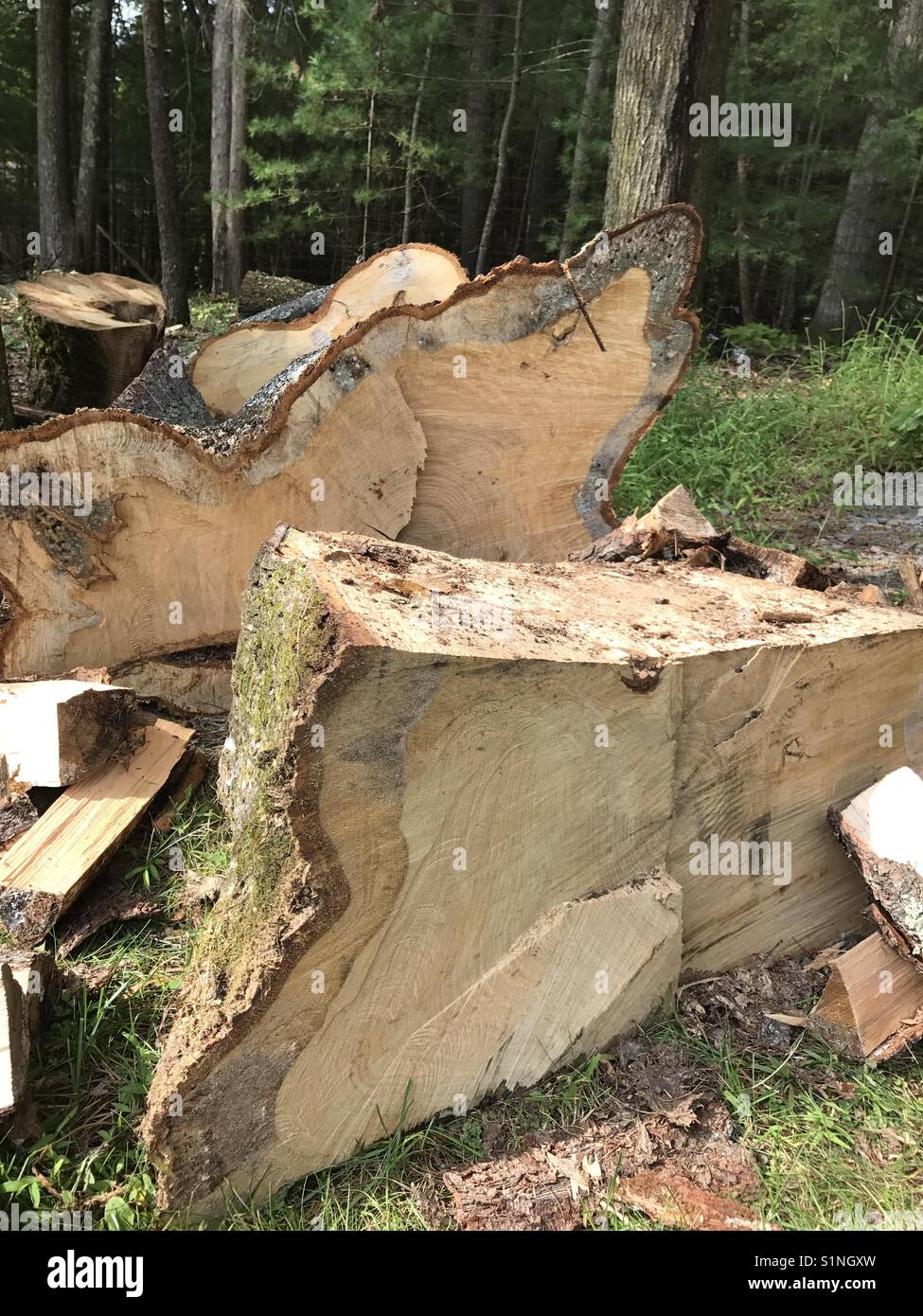 Chopped stumps hi-res stock photography and images - Alamy