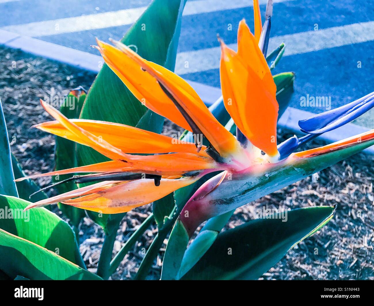 Exquisite floral design hi-res stock photography and images - Alamy