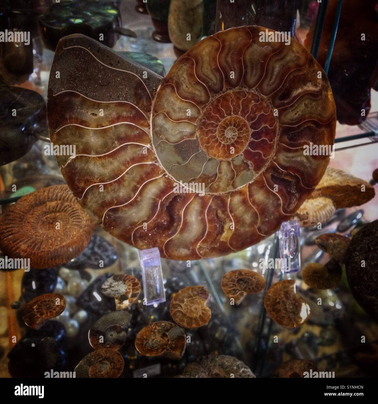 Fossil stone hi-res stock photography and images - Alamy