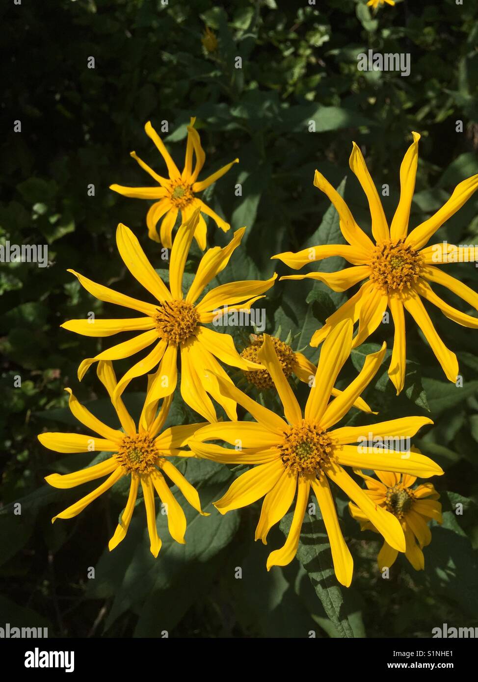 Unedited nature hi-res stock photography and images - Alamy