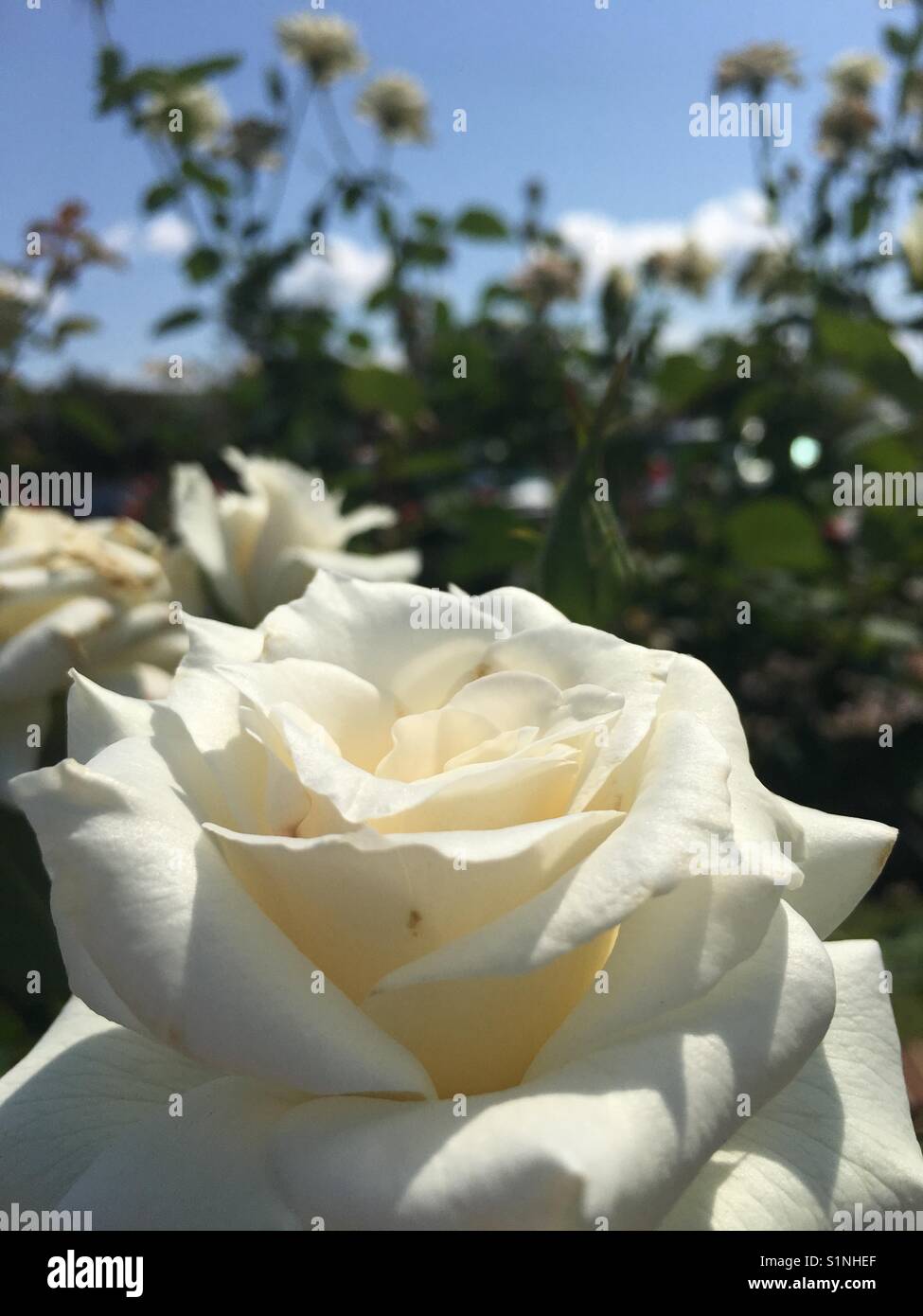 Rose wilson hi-res stock photography and images - Alamy