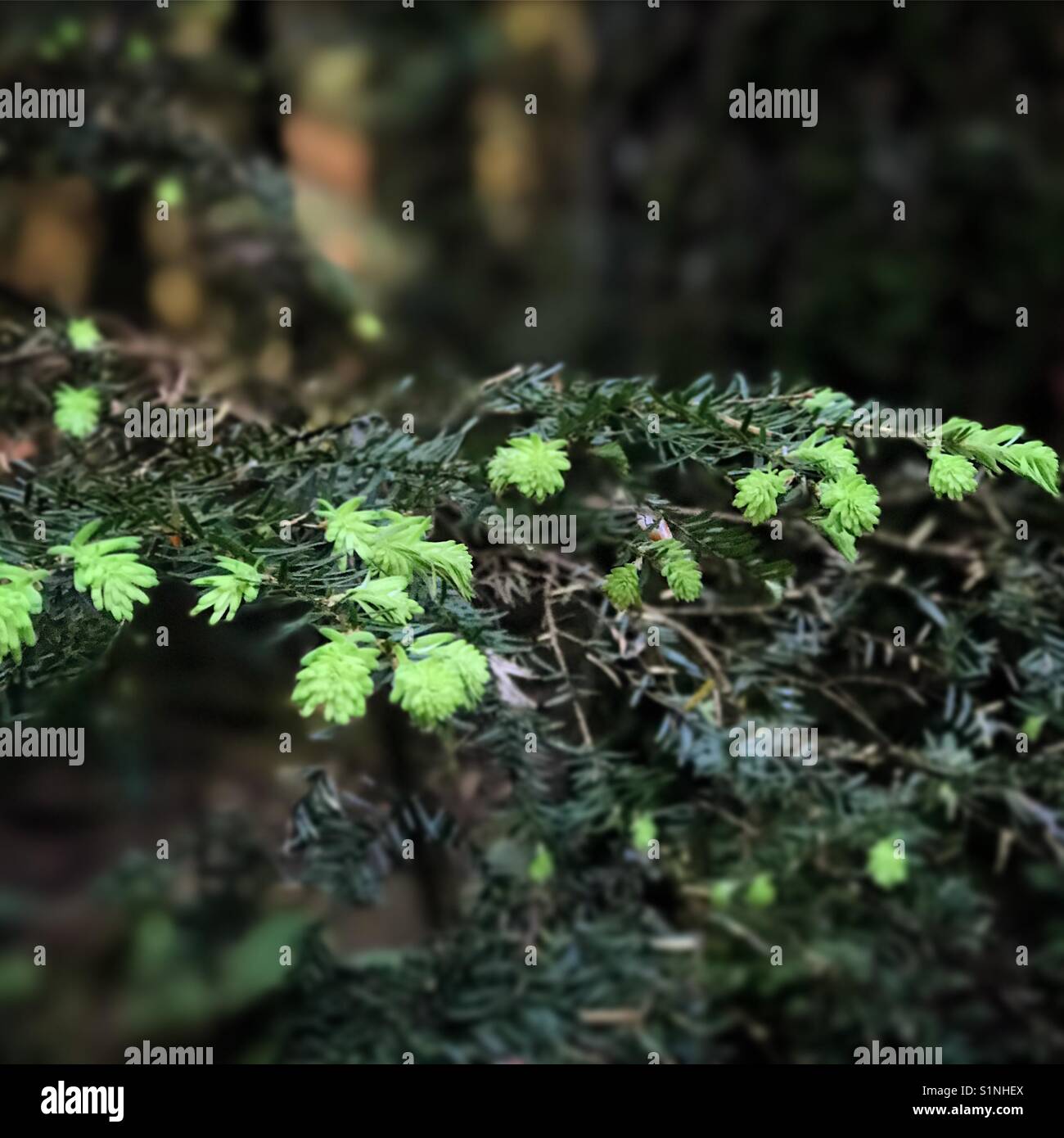 New growth needles hi-res stock photography and images - Alamy