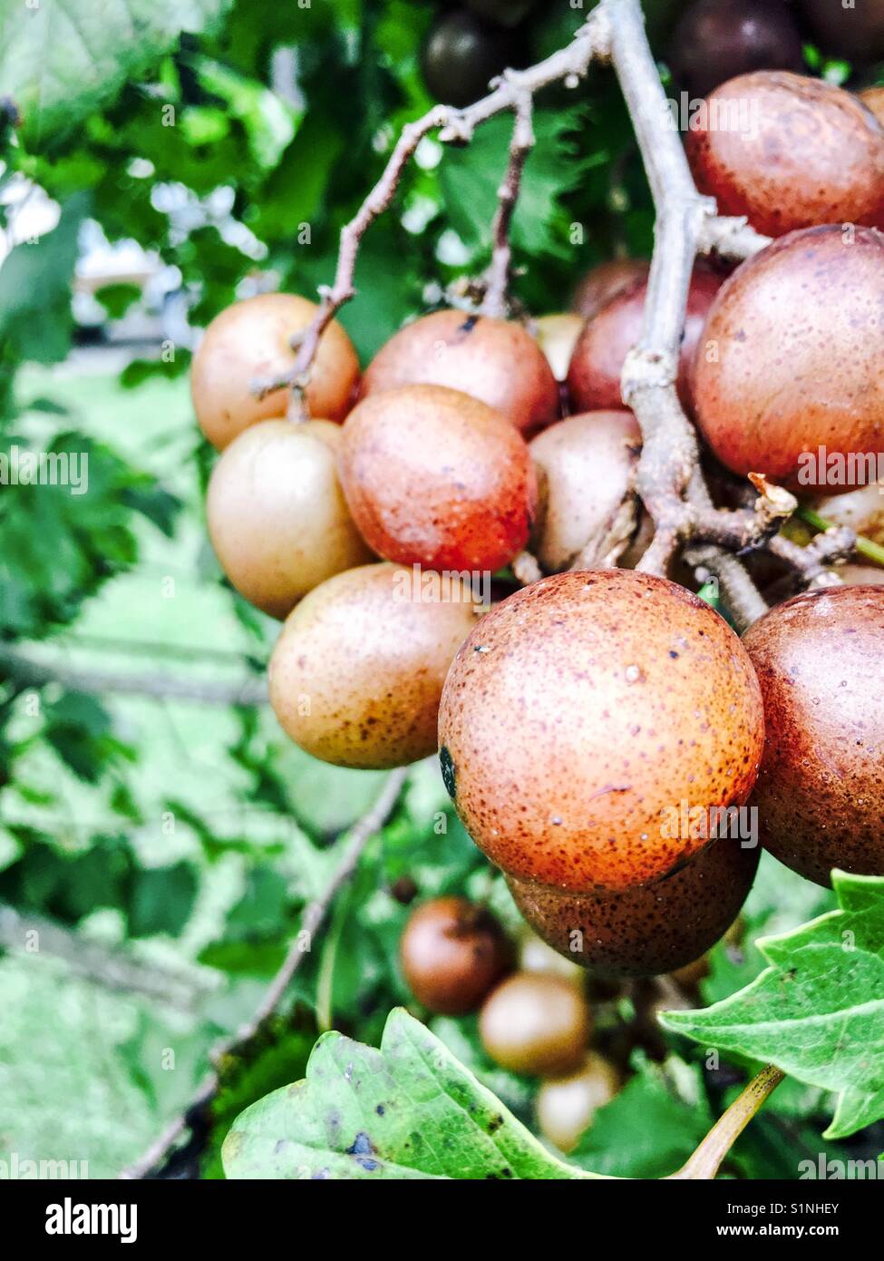 Muscadine vine hi-res stock photography and images - Alamy