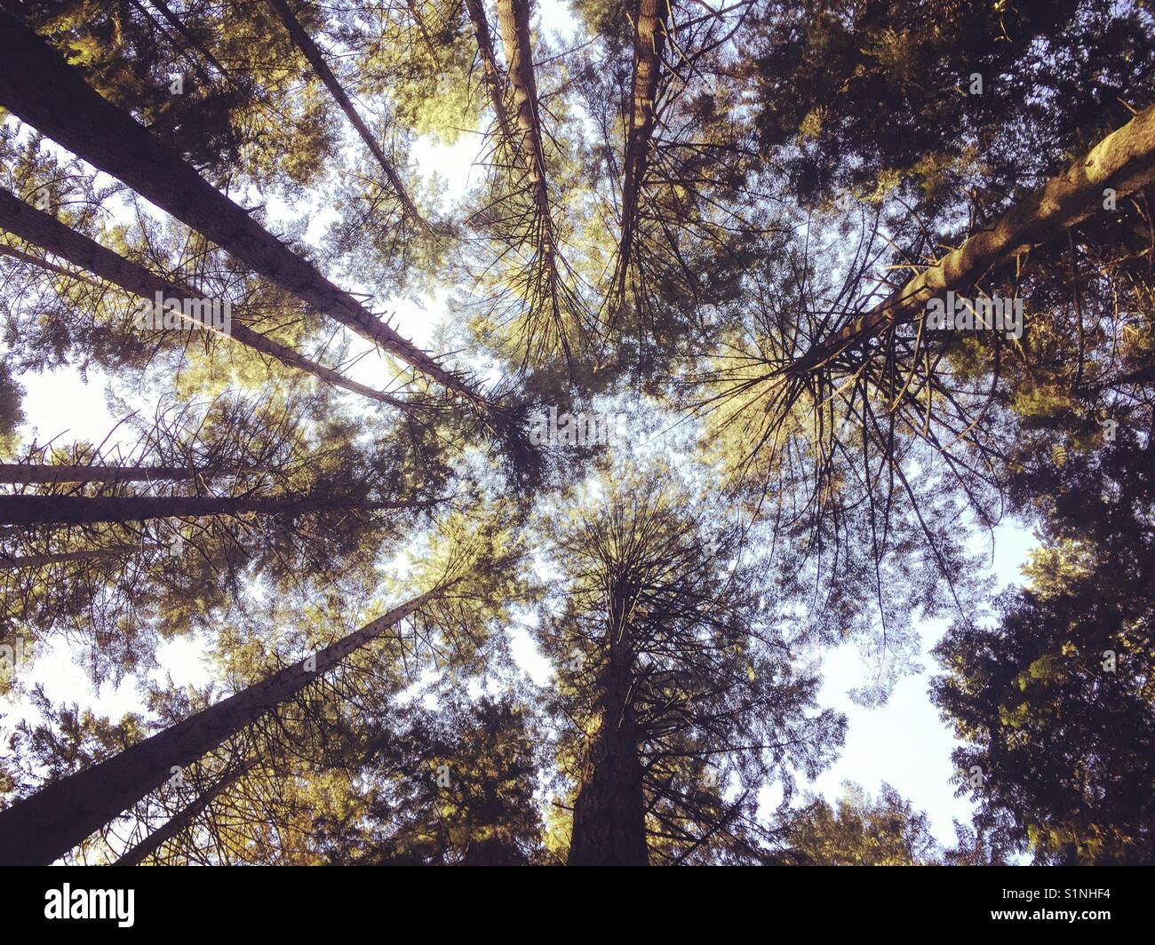 Growth trees perspective hi-res stock photography and images - Alamy