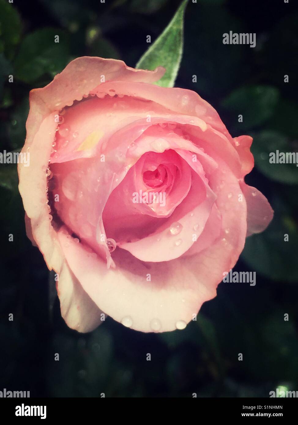 Pink rose in the rain Stock Photo - Alamy