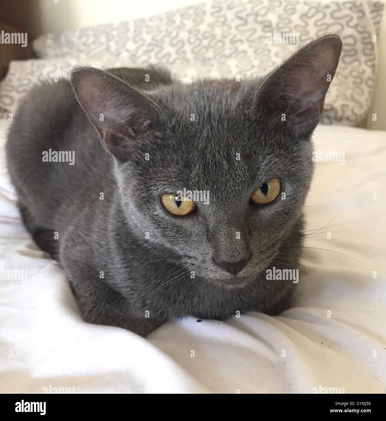 Grey cat gray hi-res stock photography and images - Alamy