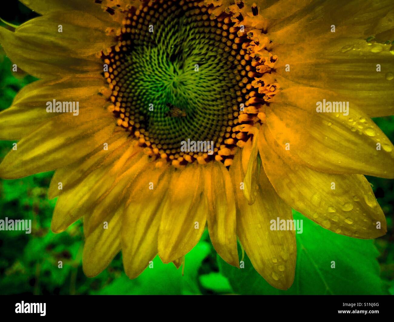 Garishly colored photo of sunflower with water droplets after a rain ...