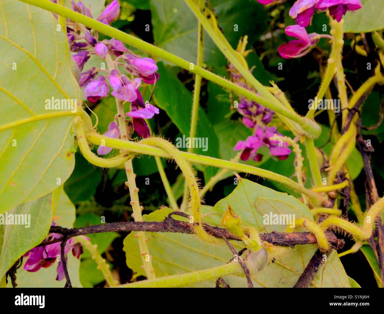 Spiral vines hi-res stock photography and images - Alamy