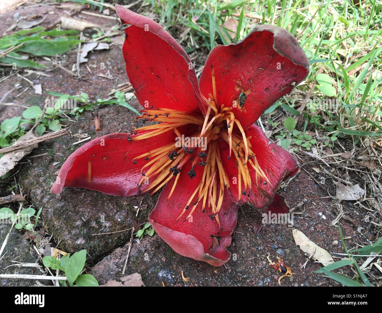 Red dead flower hi-res stock photography and images - Alamy