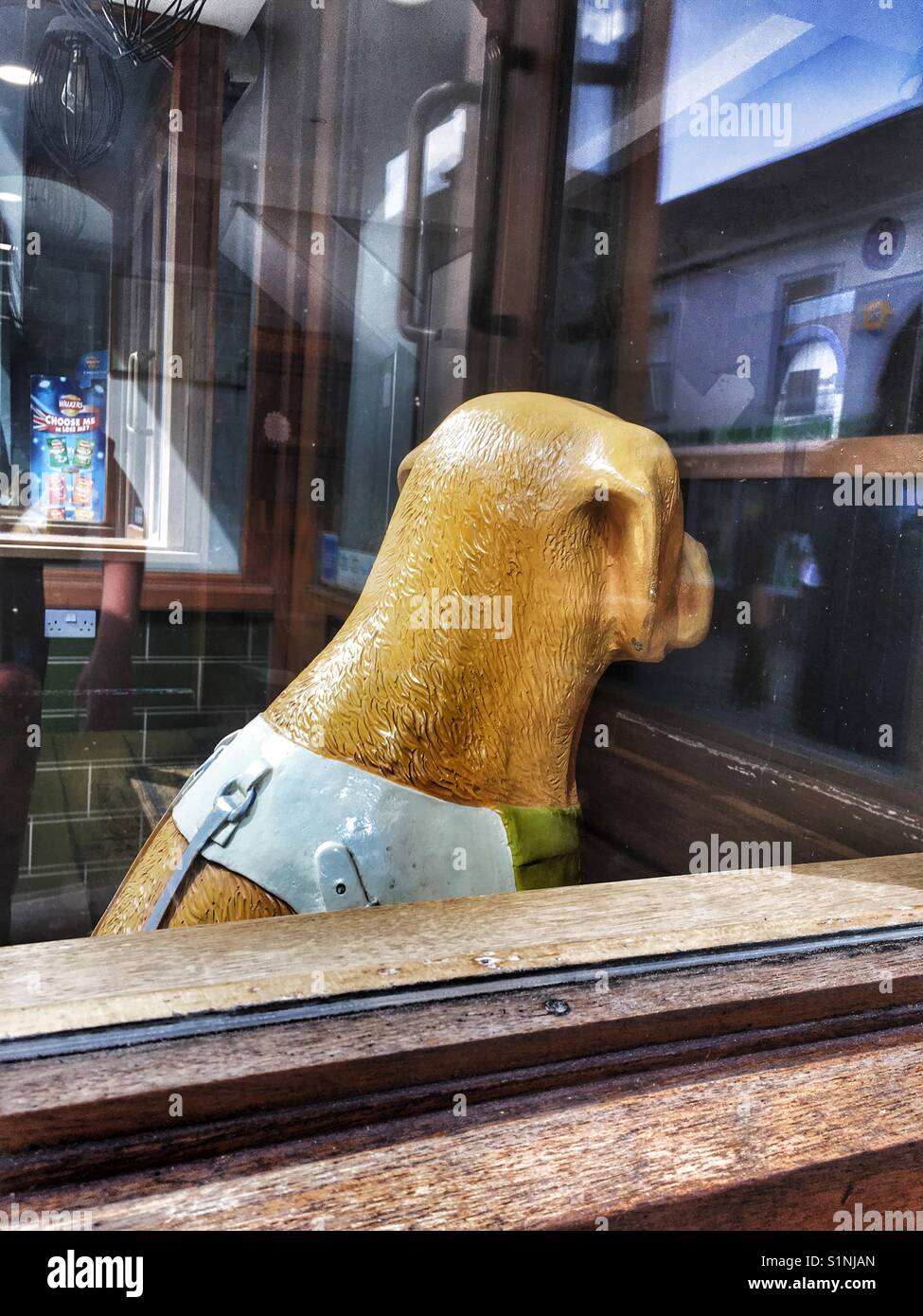 Guid dogs for the blind coin collection box Stock Photo - Alamy