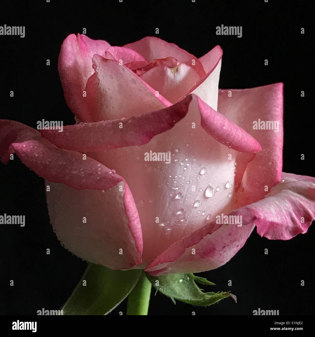 Unfurled rose hi-res stock photography and images - Alamy