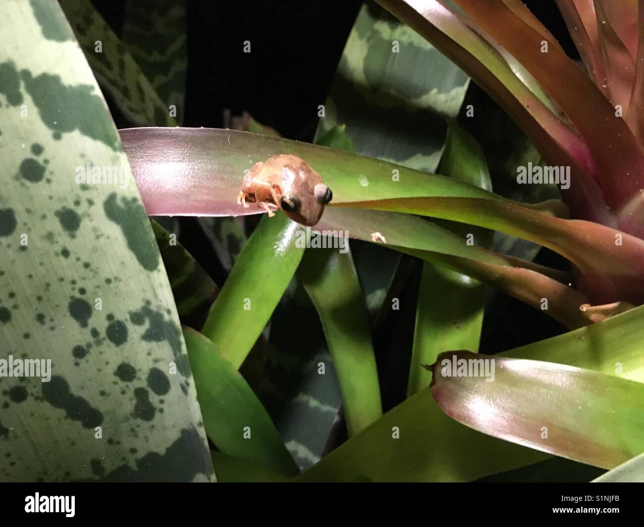 Coqui frog caribbean hi-res stock photography and images - Alamy