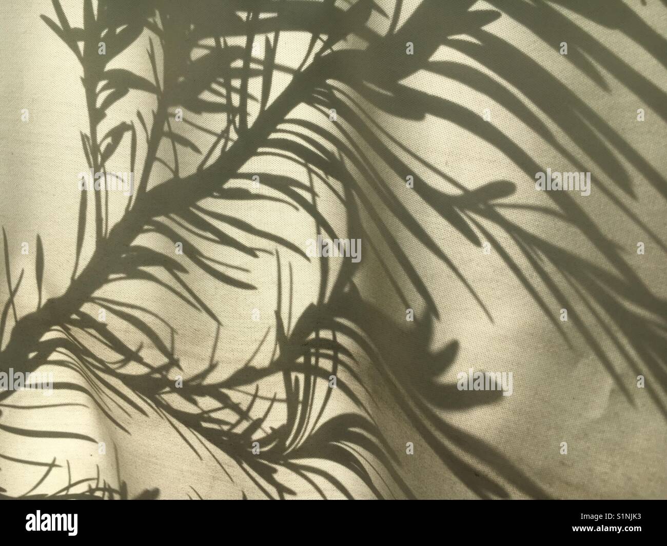 Shadow leaves hi-res stock photography and images - Alamy