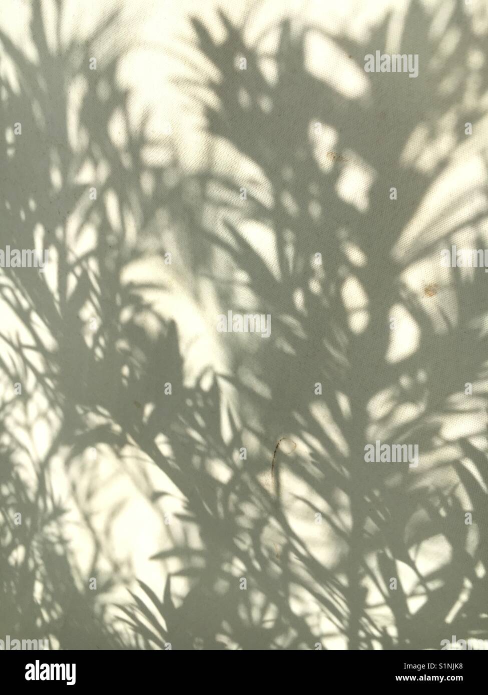 Shadow leaves hi-res stock photography and images - Alamy