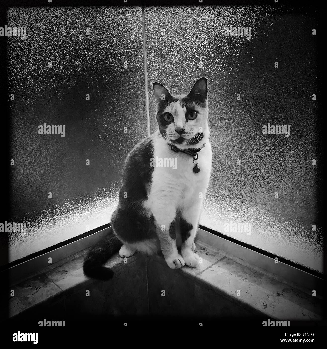 Cat in the sun by her favourite window Stock Photo - Alamy