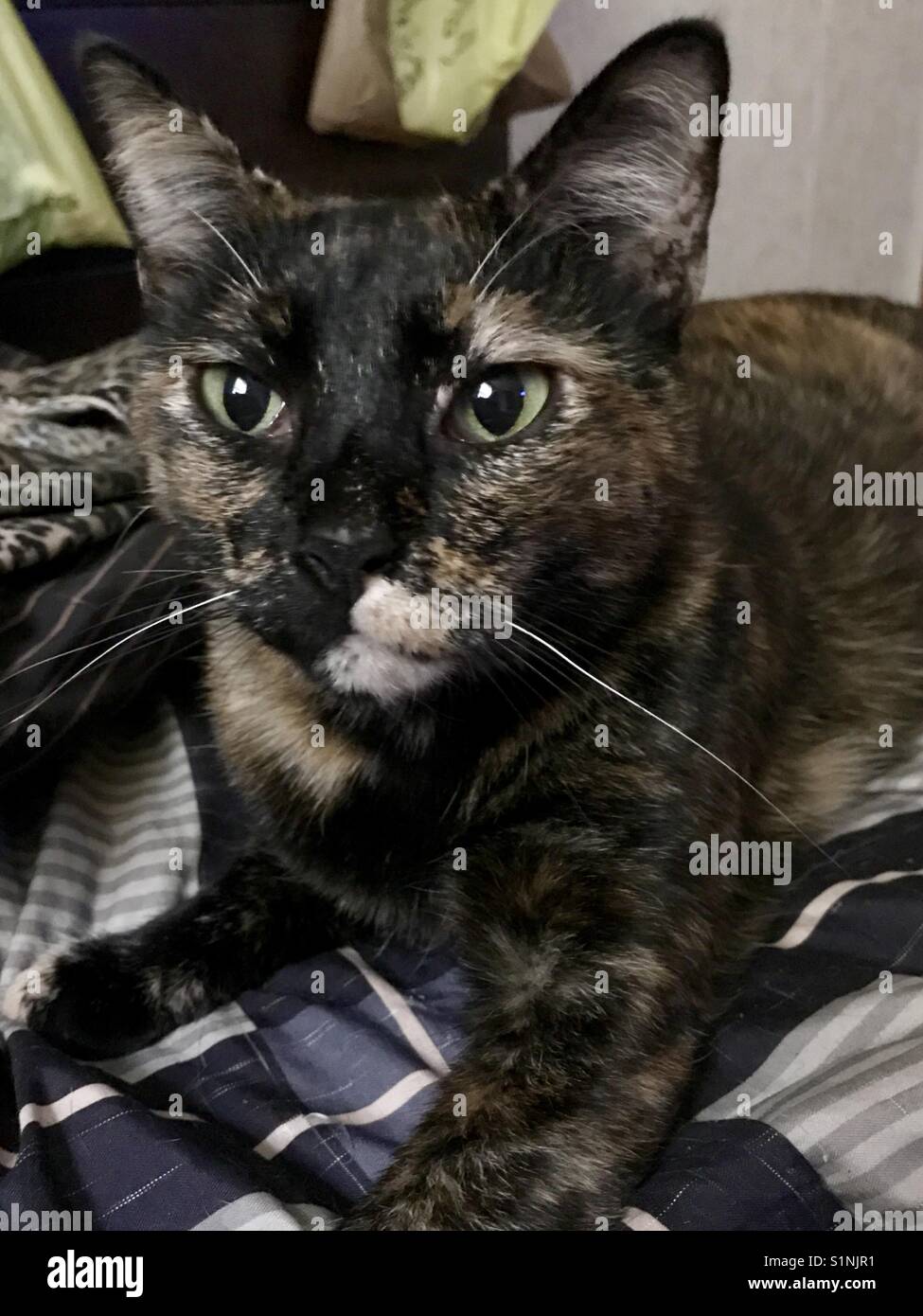 Black Tortoiseshell Cat With Green Eyes