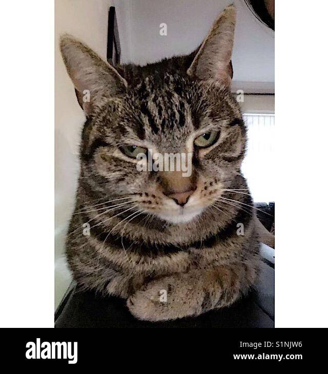 Moody cat hi-res stock photography and images - Alamy