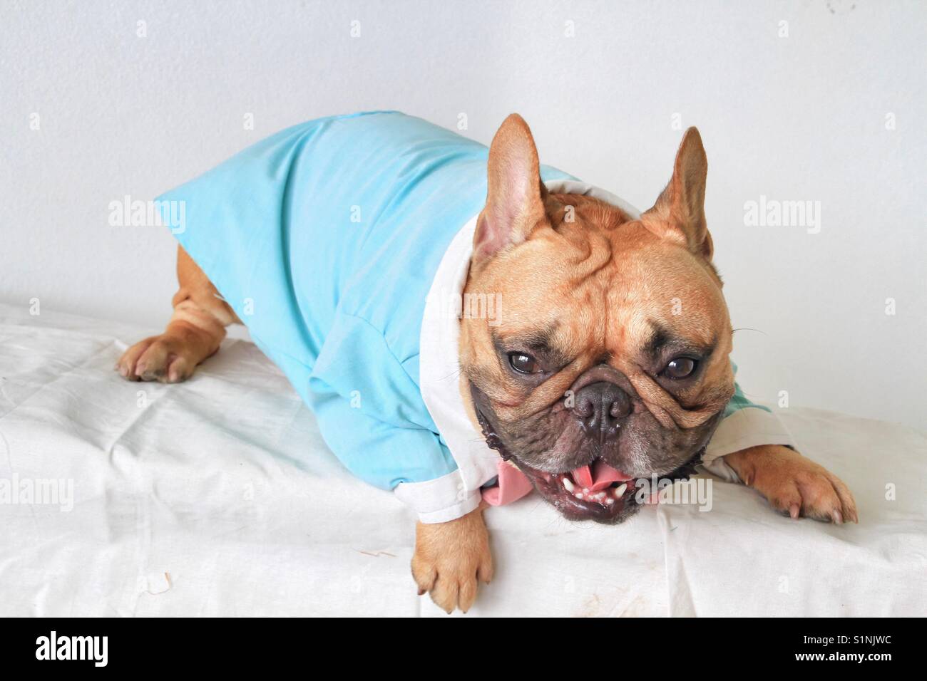 Frenchbulldog in tuxedo Stock Photo - Alamy