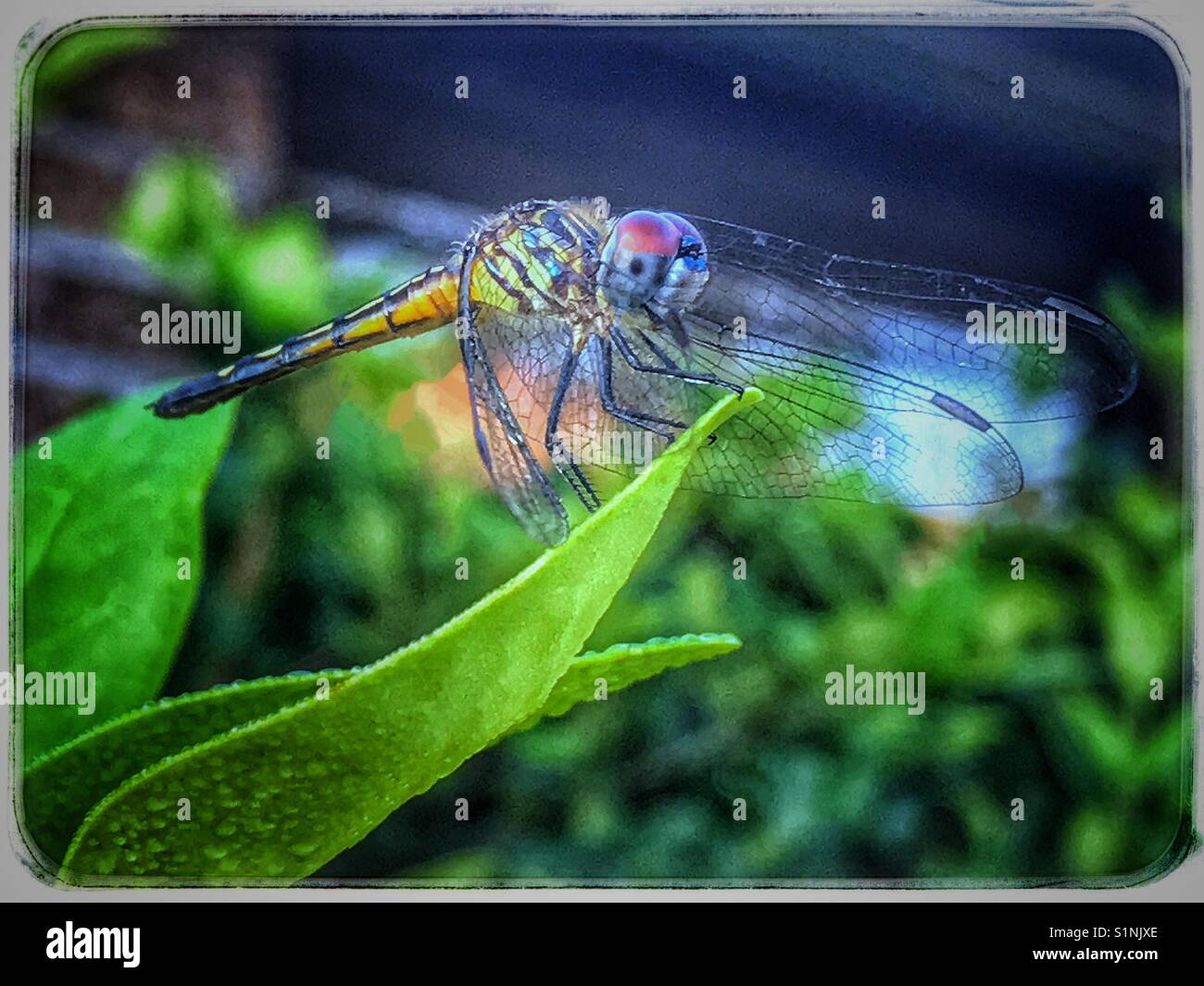 A female Blue Dasher dragonfly perched on a leaf, Pachydiplax ...