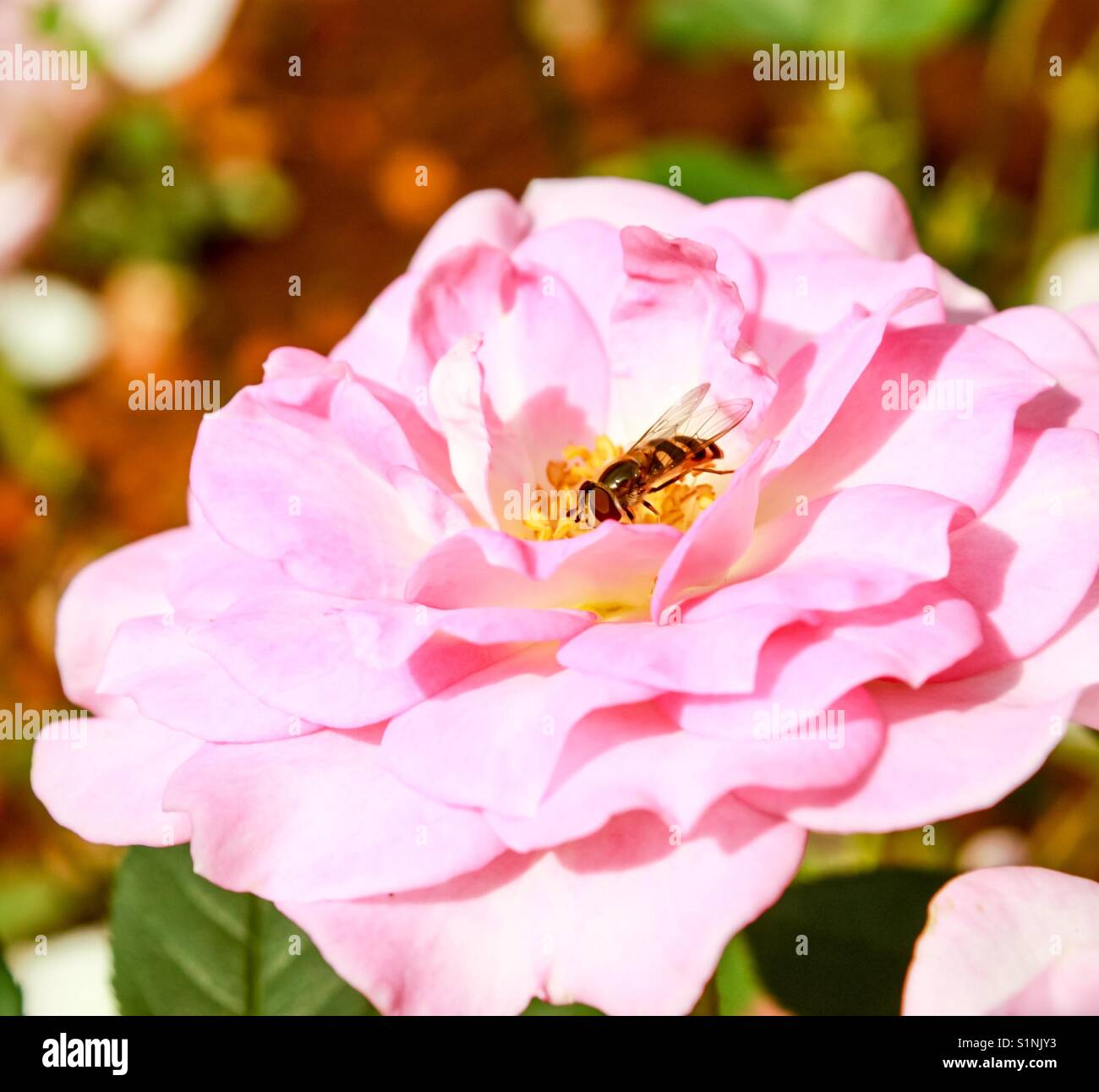 Pollination by insect hi-res stock photography and images - Alamy