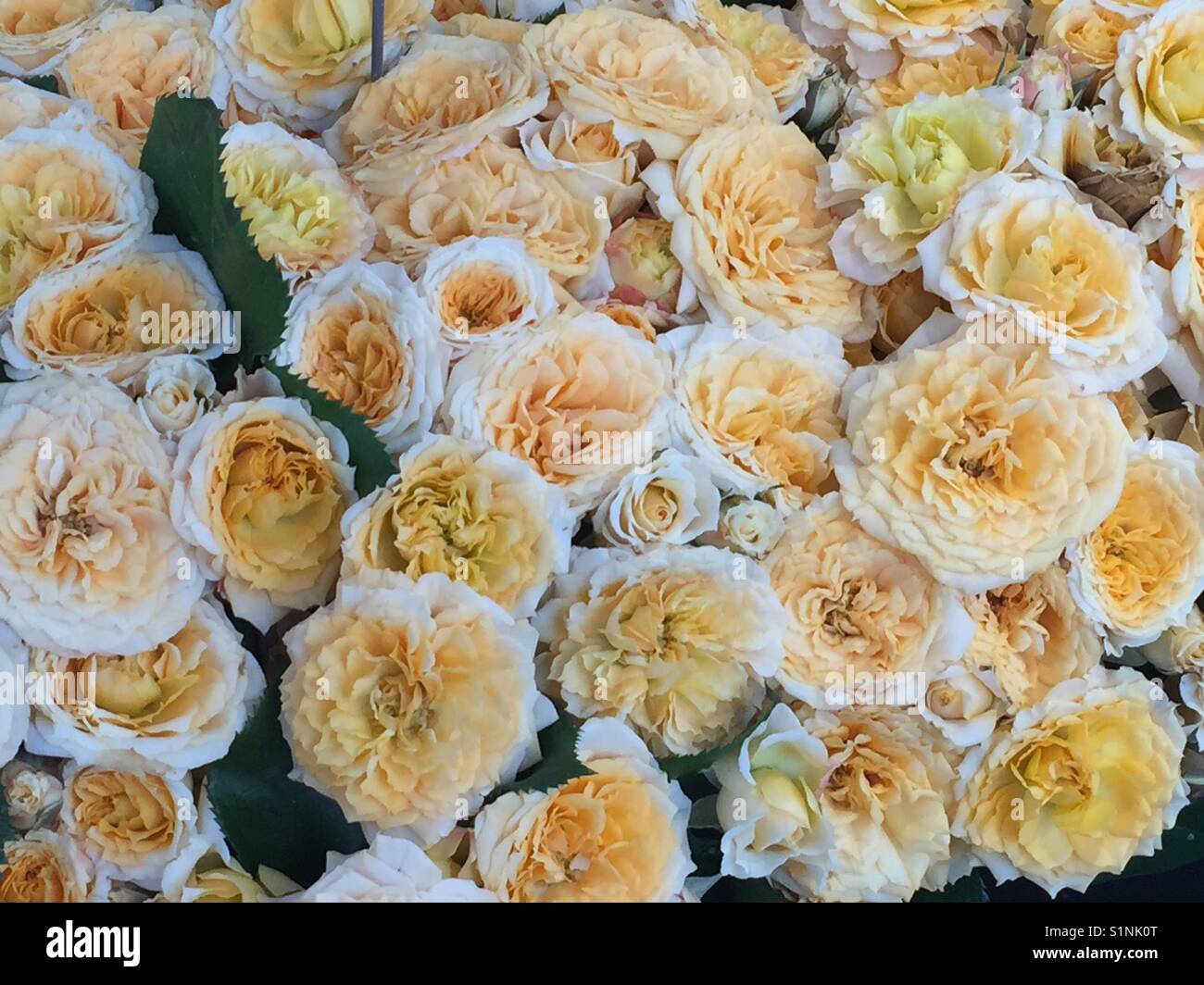 Yellow petals fading to white hi-res stock photography and images - Alamy