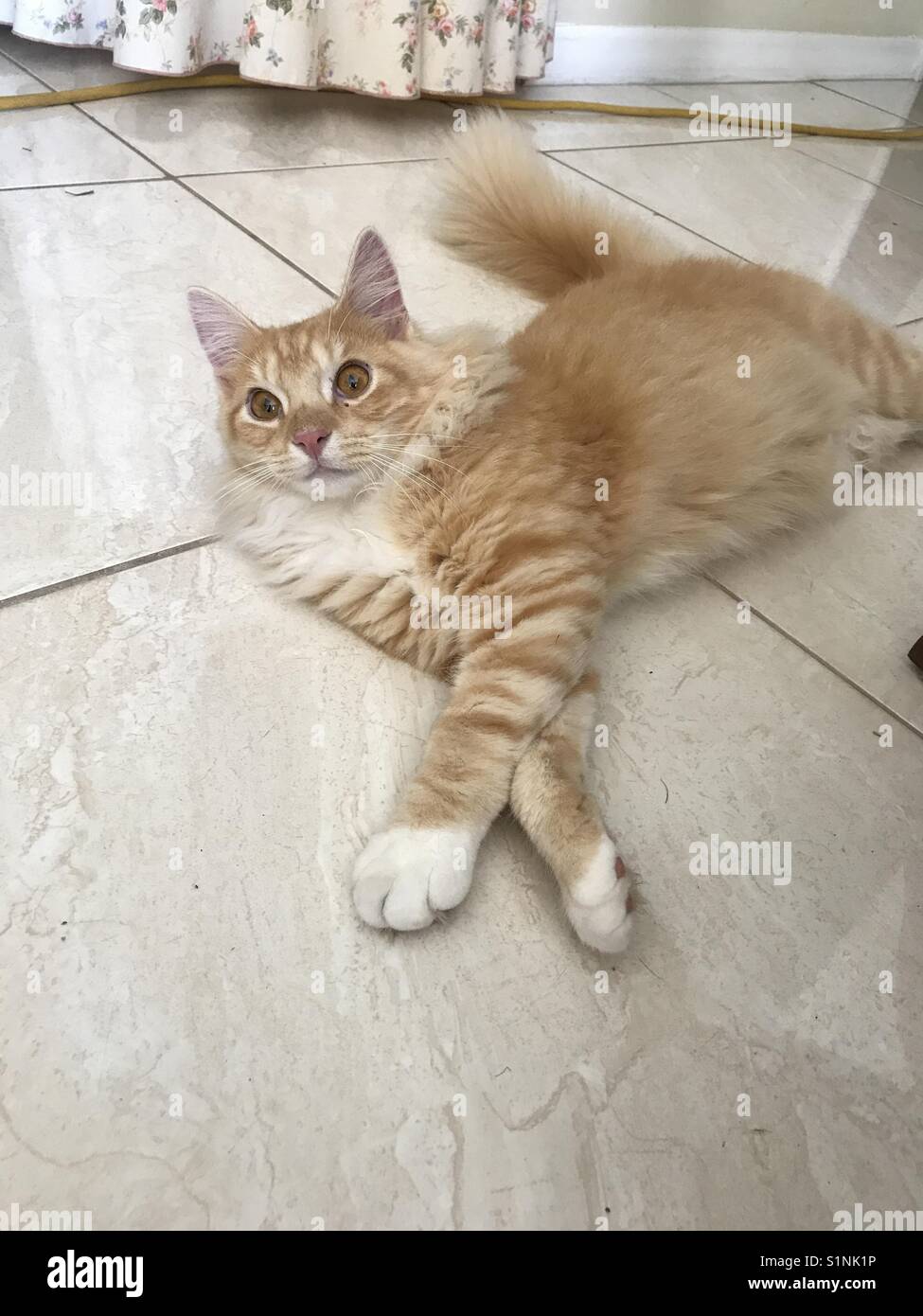Cat with legs crossed hi-res stock photography and images - Alamy