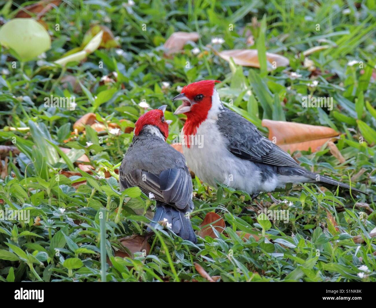 Two cardinals hi-res stock photography and images - Alamy