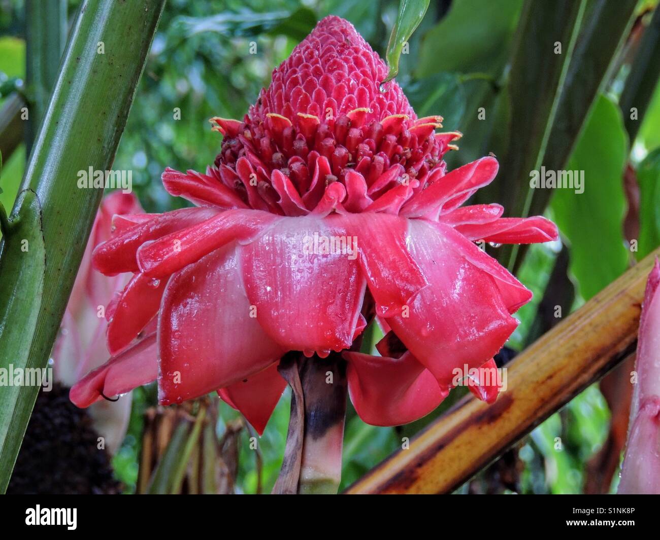 Waxy red flower hi-res stock photography and images - Alamy