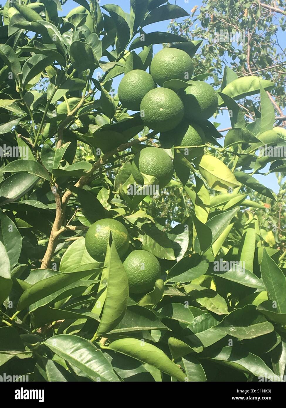 Greek orange tree Stock Photo - Alamy