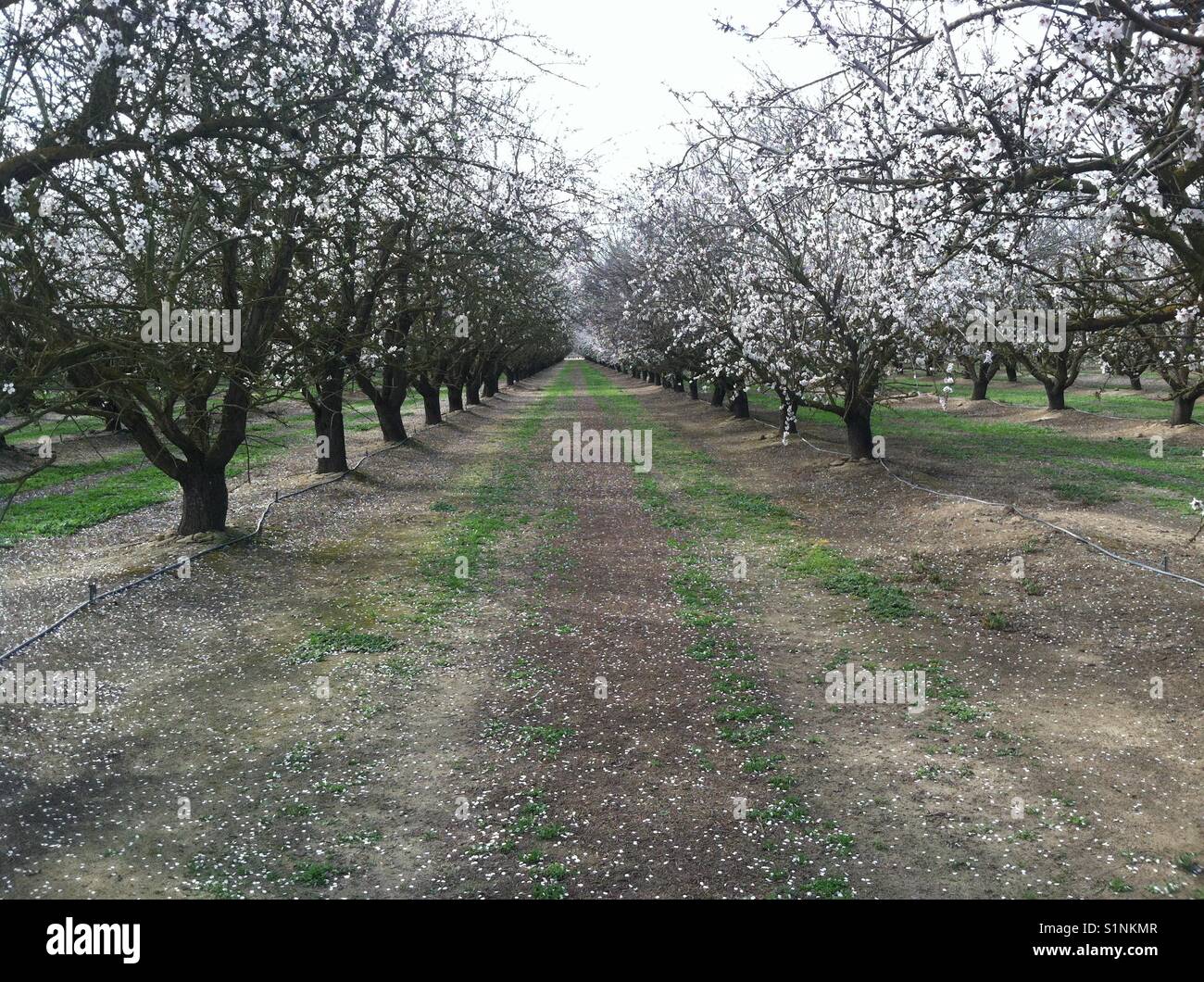 Orchard nuts hi-res stock photography and images - Alamy