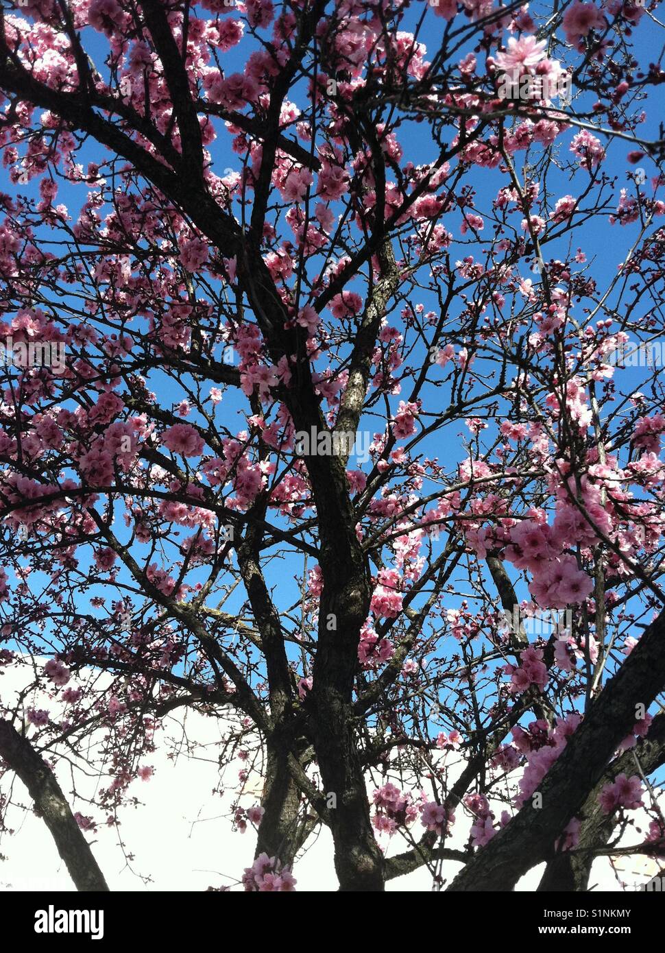 Peach tree bloom hi-res stock photography and images - Alamy