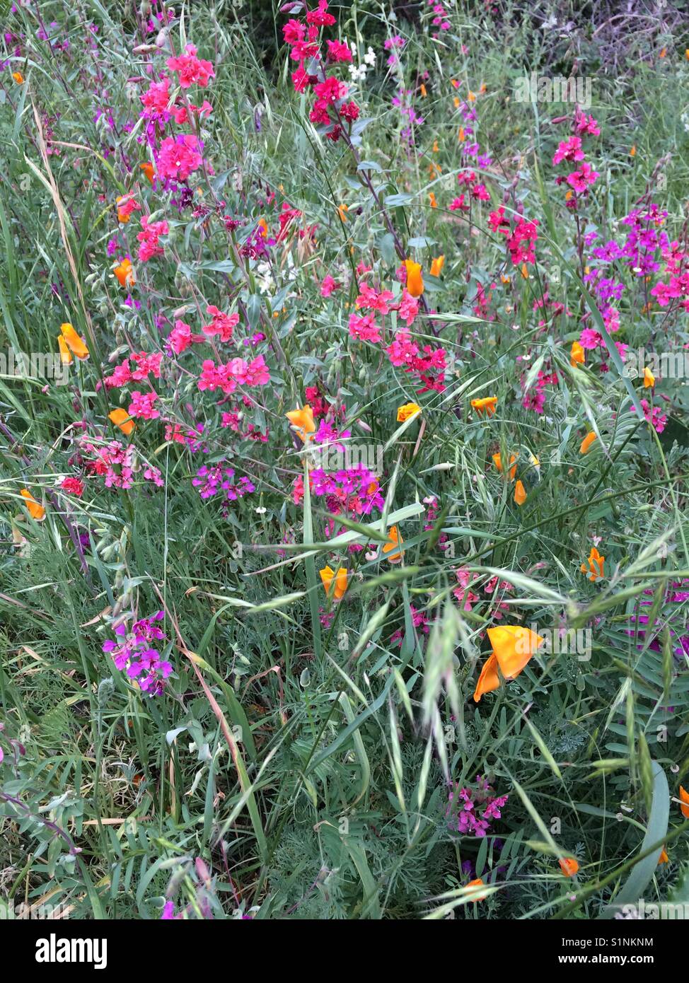 Wild Flowers in Bloom Stock Photo - Alamy