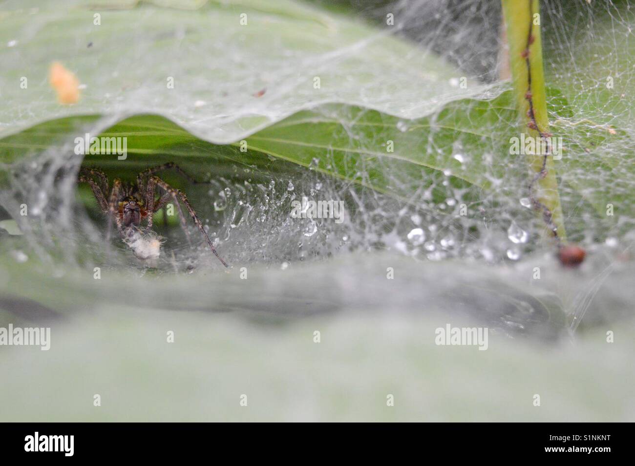 Harry spider hi-res stock photography and images - Alamy