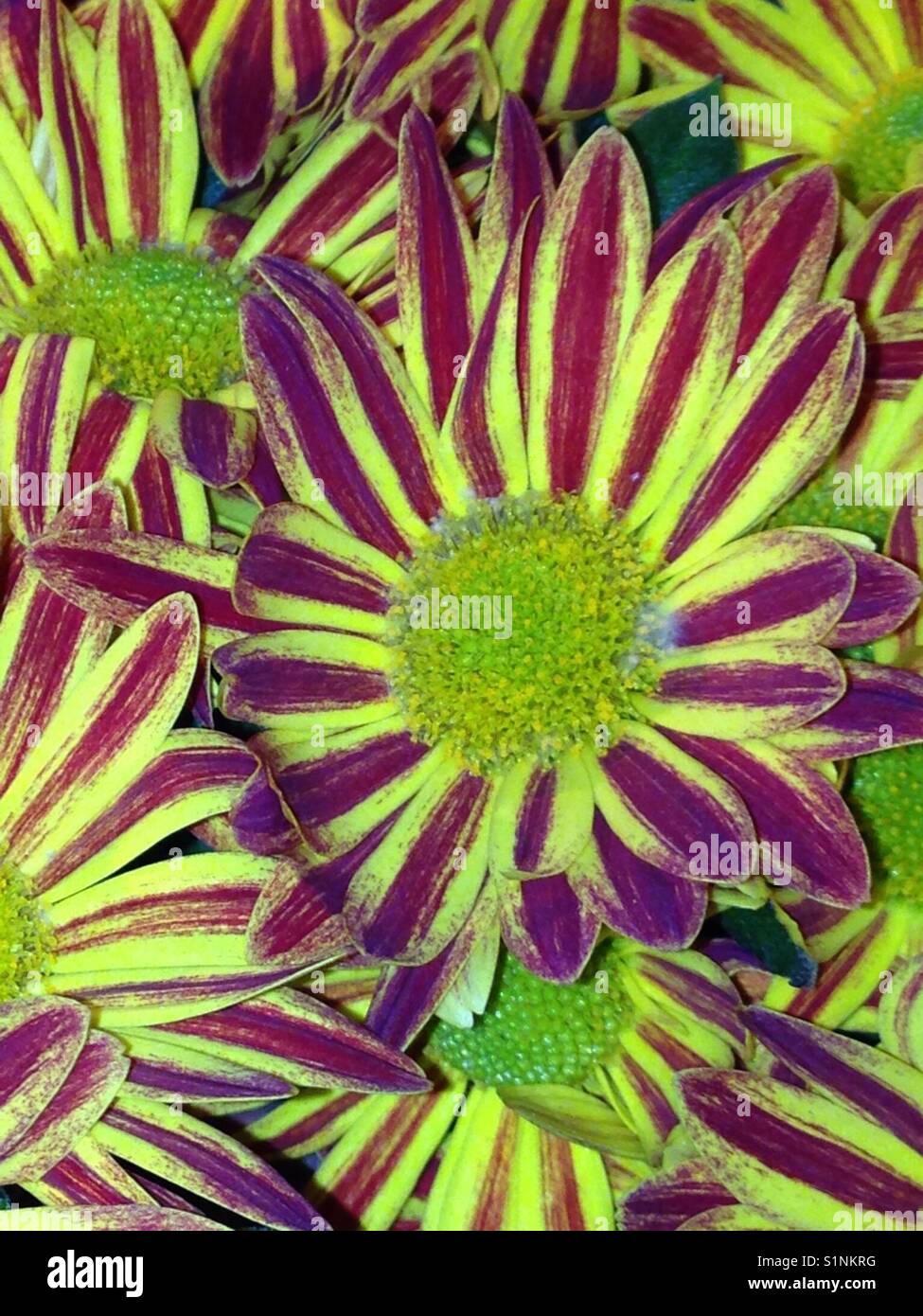 Unusual close up hi-res stock photography and images - Alamy