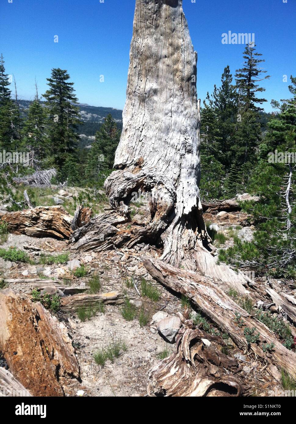 Hollow Tree Stump High Resolution Stock Photography and Images - Alamy